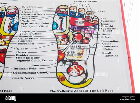 Reflexology Foot Chart Fotos Und Bildmaterial In Hoher Auflösung Alamy