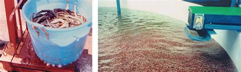 Sex Reversal Technology In Sustainable Aquaculture Responsible