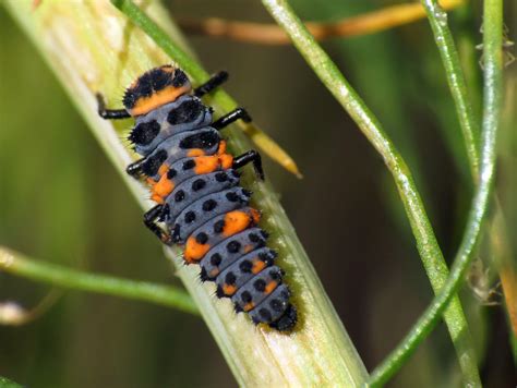 Convergent Lady Beetle Larva I Think This A Hippodamia Con Flickr