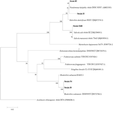 Phylogenetic Tree For Selected Strains Belonged To Bacteria Constructed Download Scientific