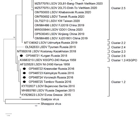 maximum likelihood phylogenetic tree of the 705 bp region within