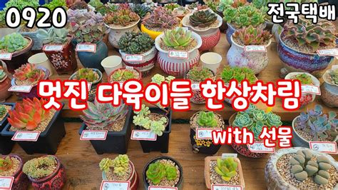 230920다육이사랑방이쁜애들이 줄 서있네요다육분째배송 Youtube