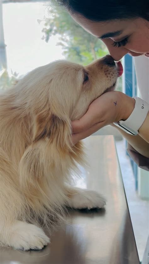 ‎دکتر پانیذ تهذیبی Dr Paniz Tahzibi‎ Drpanizvet • Instagram Photos And Videos