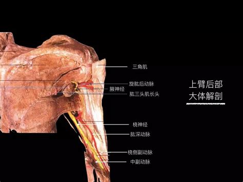 骨哥阅片课堂10分钟认识上臂高清解剖