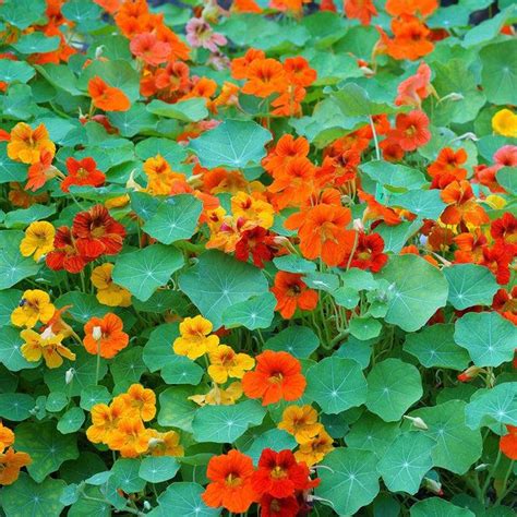 Nasturtium Flower Seeds Edible Flowers Cooking Flowers Etsy