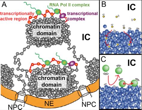 Polymer Melt Model Of Chromatin Domain Structure A According To The