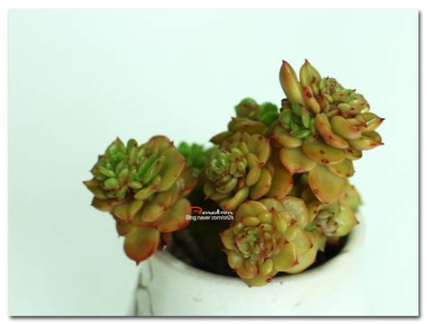 베란다의 다육식물 천금장 누다 리톱스 오채각 네이버 블로그