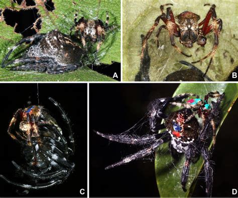 Horny Female Spiders Force Mates To Give Them Oral Times Daily Star