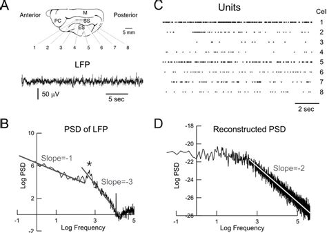 Relationship Between Unit Activity And Lfp Power Spectra A Lfp