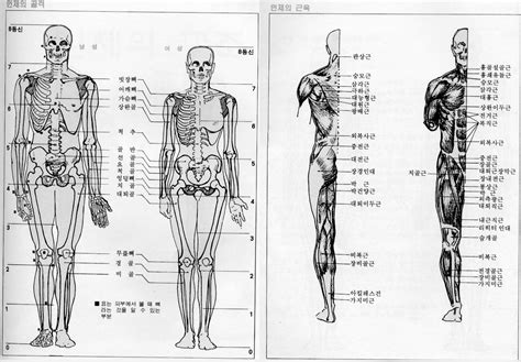꿈돌이의 화공수련 인체 그리기 전신 뼈 근육 명칭