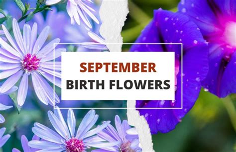 September Birth Flowers Aster And Morning Glory Symbol Sage
