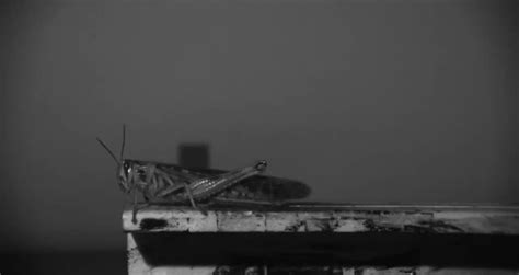 Figures And Data In Biophysics Of Object Segmentation In A Collision