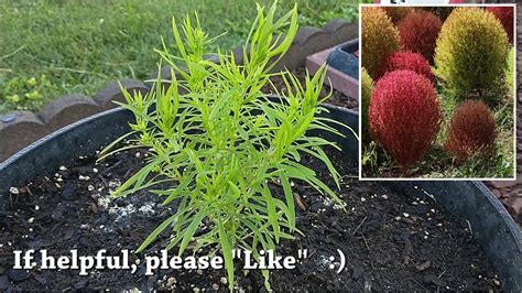 Kochia Scoparia Seedling Burning Bush Kochia Scoparia Seeds 200 Pcs