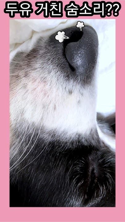 보더콜리두유 숨소리~ 소리 켜고 보세요 🔊 굿나잇 강아지숨소리 편안한소리와영상 Shorts Youtube