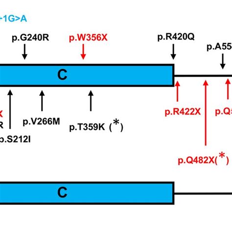 Synapsin I Protein Diagram And The Distribution Of The Variants The