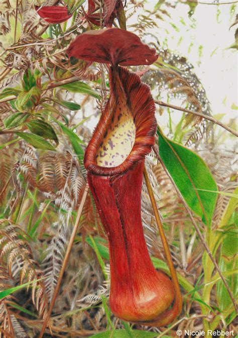 Pitcher Plant Drawing By Quelchii On Deviantart