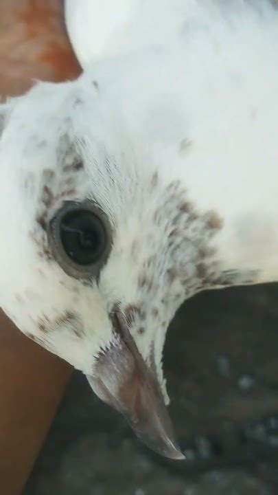 Bole Gutor Gu Love 🕊😞 ️😍shorts Youtubeviral Videoᴍʀܔ𝐽𝑎𝑖𝑑 Youtube