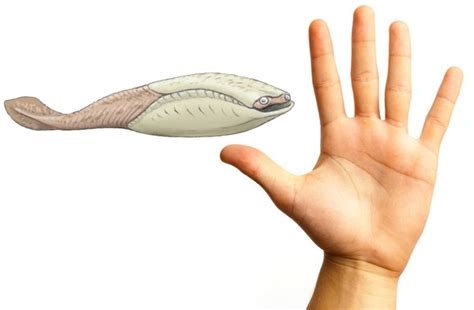 Sacabambaspis