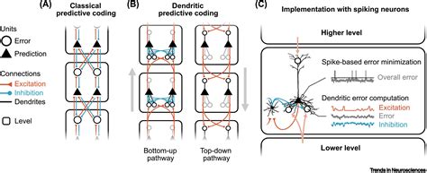 Where Is The Error Hierarchical Predictive Coding Through Dendritic