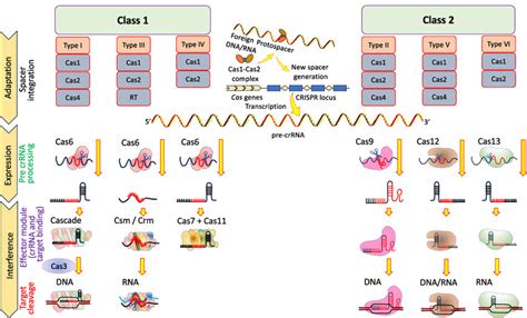 Crispr Cas System Classification And Functions In Bacteria Based On Download Scientific