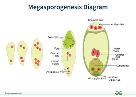 Megasporogenesis An Overview Geeksforgeeks