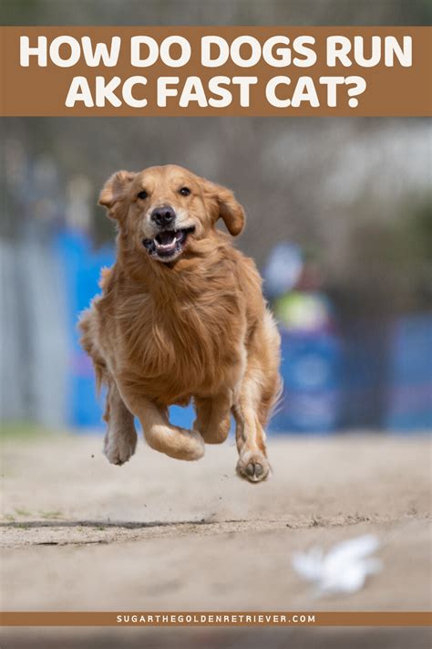 What Is Fast Cat Dog Sport For Canine Athlete Beginners Guide