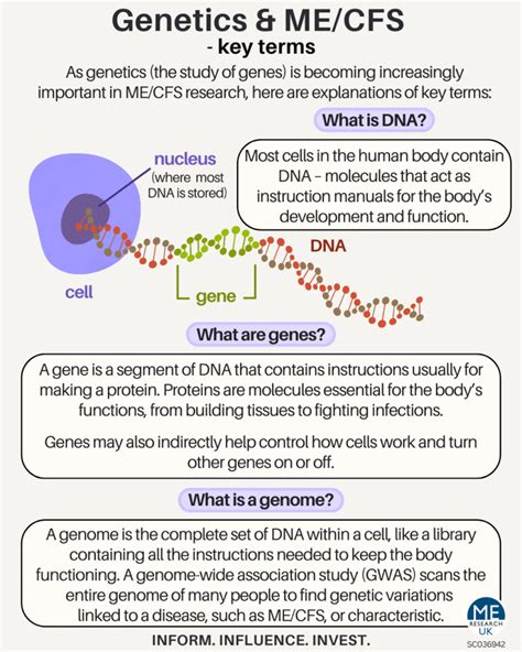 Genetics And Me Cfs Key Terms