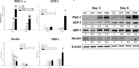 Effect Of Pgc 1 On Expression Of Adipogenic Markers Mscs Expressing Download Scientific