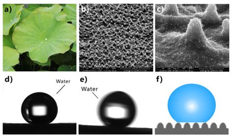 Superhydrophobicity Of Lotus Leaves A Lotus Leaves Bc Scanning