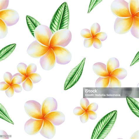 흰색 배경에 분리된 나뭇잎이 있는 플루메리아 꽃의 사실적인 열대 그림이 있는 수채화 매끄러운 패턴 아름 다운 식물 손으로 그린 프랜지 파니 클립 아트입니다 디자이너 스파