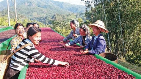 ມຽນມາ ຜະລິດກາເຟ ຫລາຍກວ່າ 9 000 ໂຕນຕໍ່ປີ