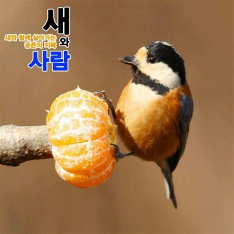 생태사진작가 최종수씨 ‘새와 사람 책 발간 화제 일요신문