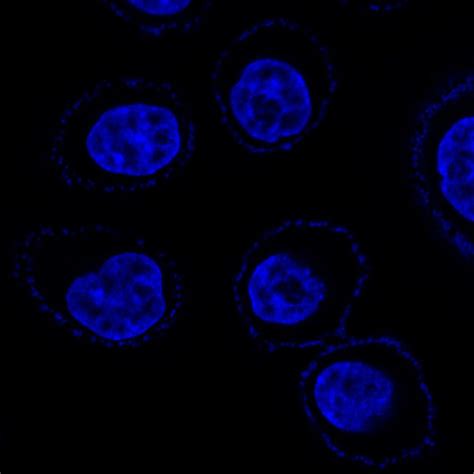 Has Anyone Dealt With Nonspecific Hoechst Staining On The Cell Surface