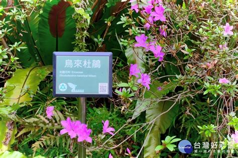 國寶級烏來杜鵑瀕絕再綻放 台北能見到它的蹤跡 尋夢好新聞