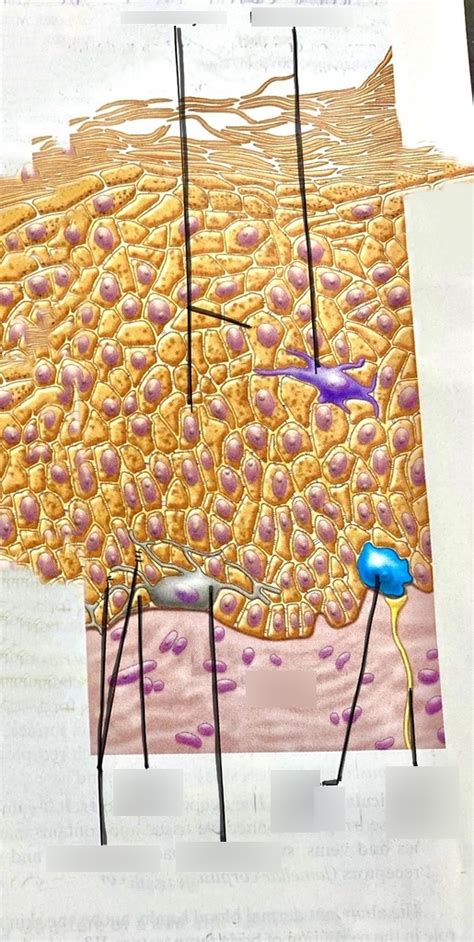 E Cells Of Epidermis Diagram Quizlet