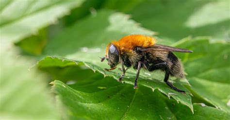 How To Identify Common Garden Pests Gardener Tool How To Identify Common Garden Pests Gardener Tool