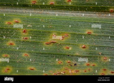 Orange Corn Rust Fungus On Leaf Of Cornstalk Fungus Control Plant