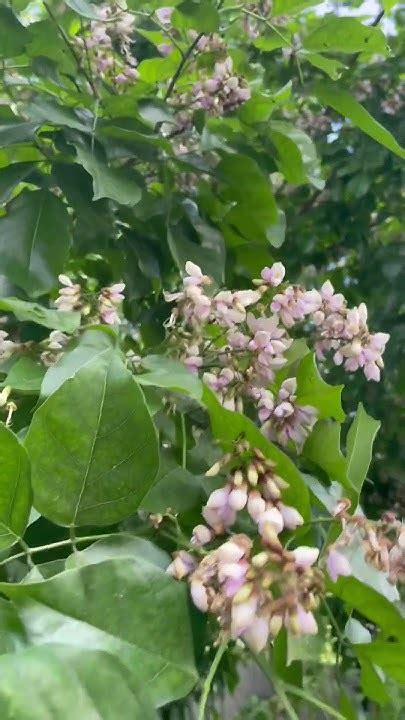 ඇහල ගහේ මල් පිපිලා බලන්න හරි ලස්සනයි Beautiful Aahala Flower Sri Lanka Youtube