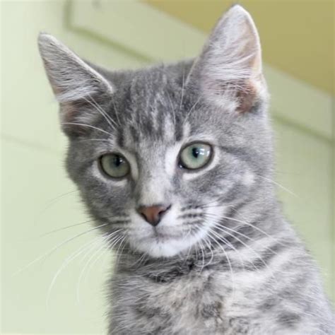 Hi I M Smudge I M A Month Old Gray Blue Or Silver Tabby Domestic