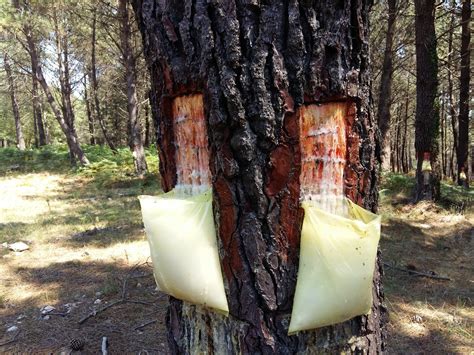 Pine Tree Sap