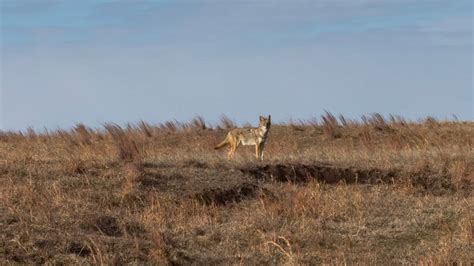 Why Coyote Population Control Is Vital Managing Coyotes Effectively