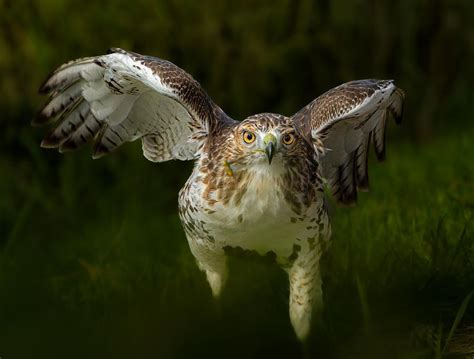 Ready To Fly Photograph By Bin Qiao Fine Art America