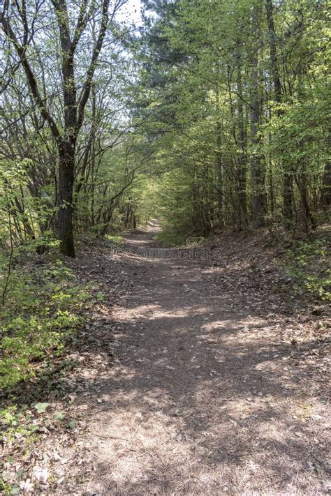 A Small Path In The Park Between The Tall Trees Stock Image Image Of