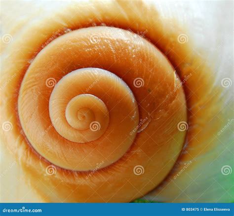 Sea Shell Texture Stock Image Image Of Natural Closeup 803475