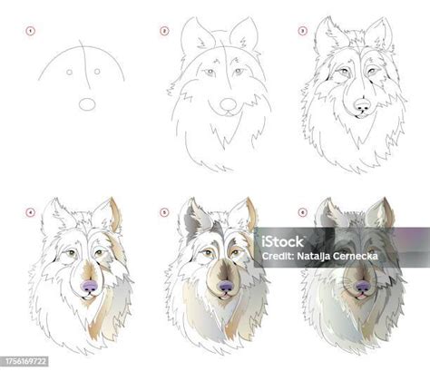 동화 늑대 머리의 스케치를 그리는 법을 배우는 방법 수채화 그림으로 단계적으로 창조 아티스트를 위한 교육 페이지입니다 예술적