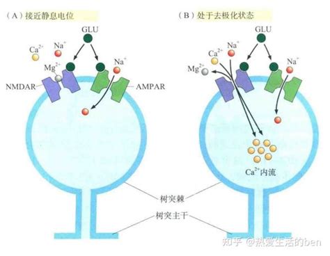 突触效能的长时程增强（ltp）和抑制（ltd） 学习和记忆 知乎