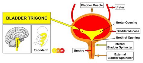 Urinary Bladder Gross Features Trigone Arterial And Ct And Mri