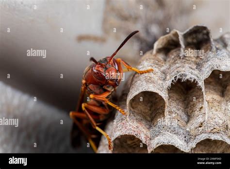 Northern Paper Wasp Nest And Eggs Insect And Nature Conservation