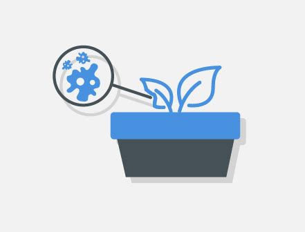 What Is Pythium Root Rot Disease CX Horticulture
