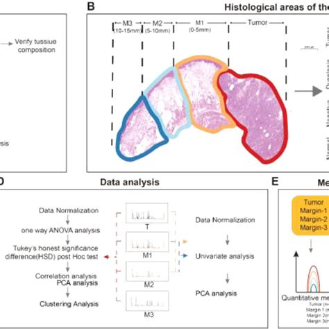 The Overall Design Of This Experiment A Work Flow B He Staining Of